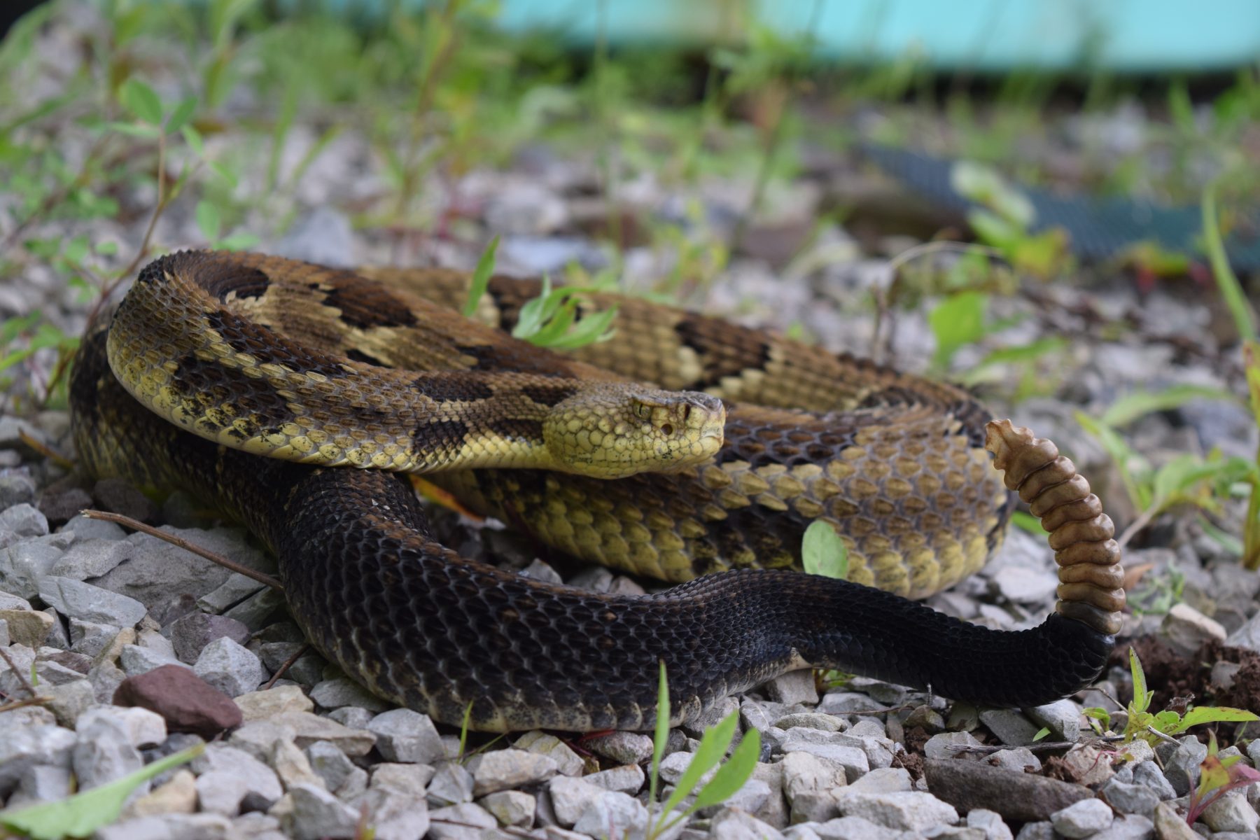 Watch Edge's Herpetologist Tim Brust On Brave Wilderness