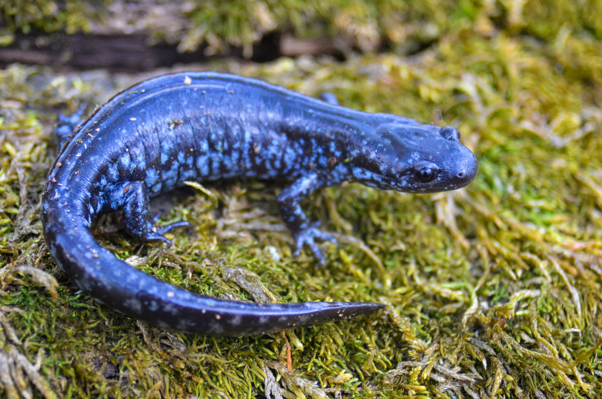 EDGE Can Conduct Blue-Spotted Salamander Surveys and Assessments in ...