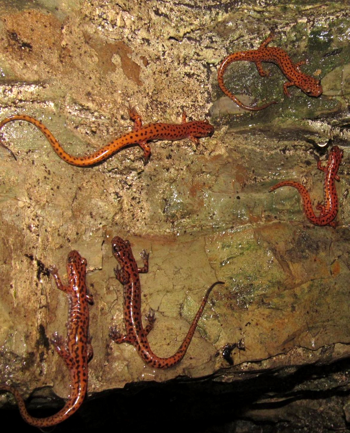 EDGE Experts Can Conduct Cave Salamander Surveys and Assessments in ...