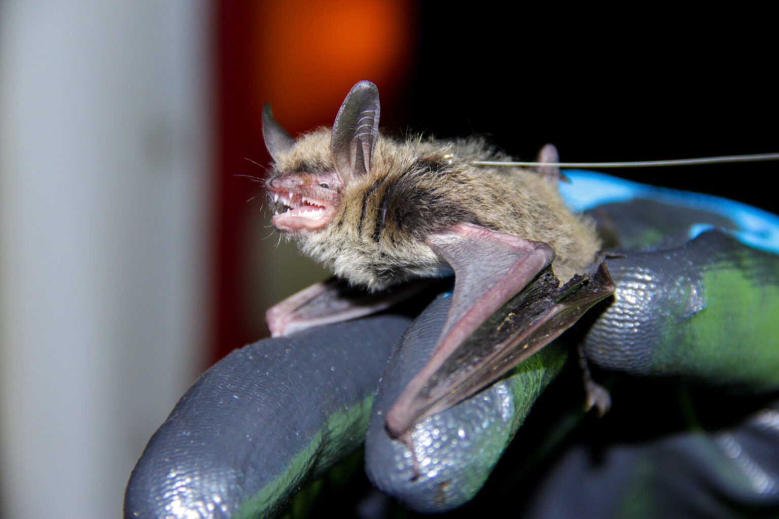 Understanding Bat Survey Timing & Requirements - A Seasonal Overview ...