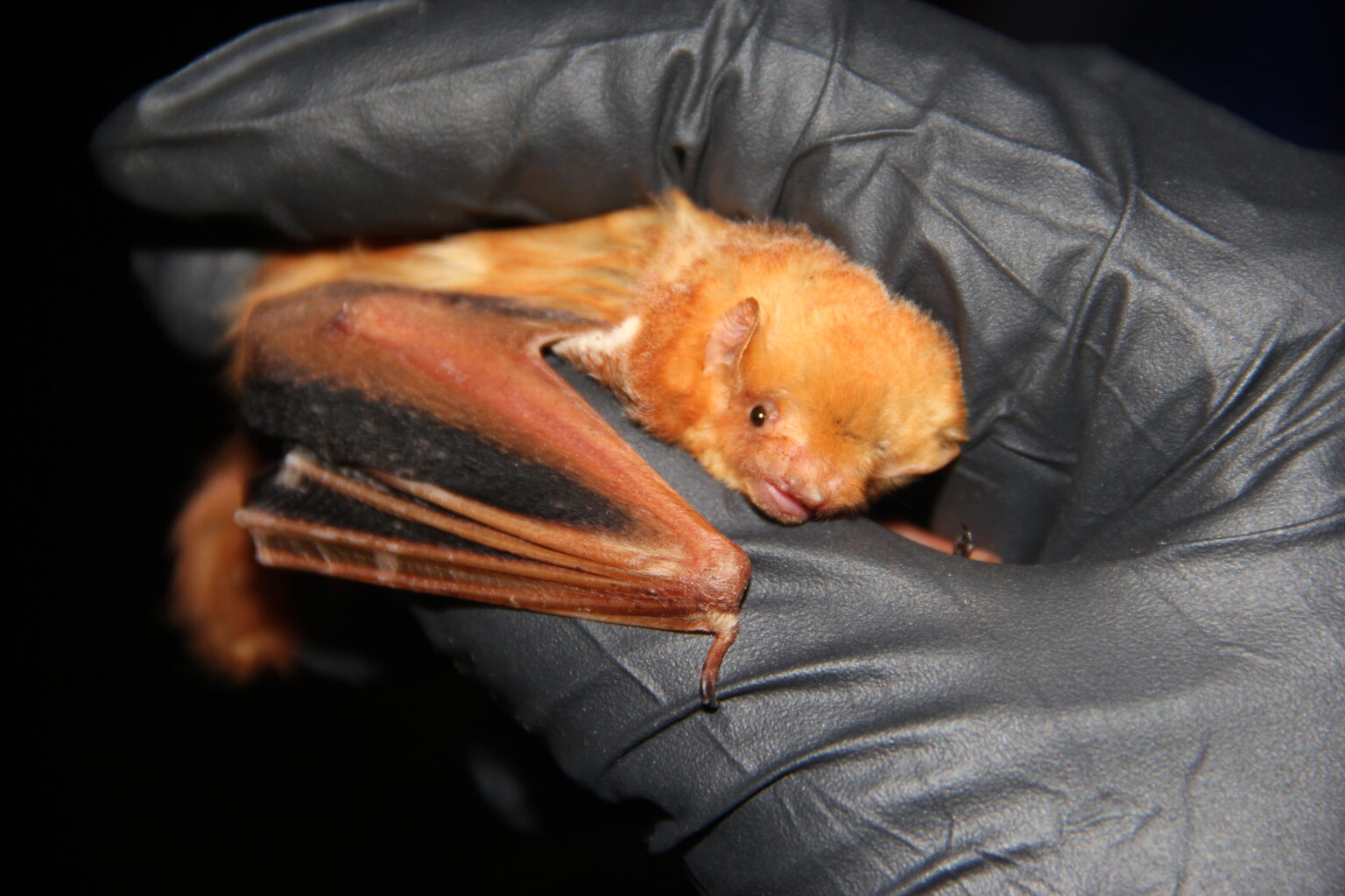 Understanding Bat Survey Timing & Requirements - A Seasonal Overview ...